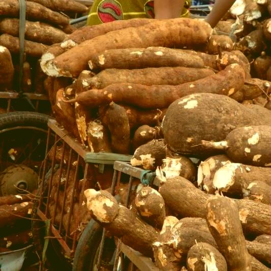 CBN to collaborate with IITA, NRCRI, on cassava, as ACAI steps up ...