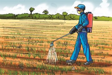6 Steps to Cassava Weed Management - Cassava Matters