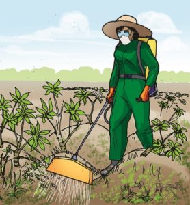 6 Steps to Cassava Weed Management - Cassava Matters