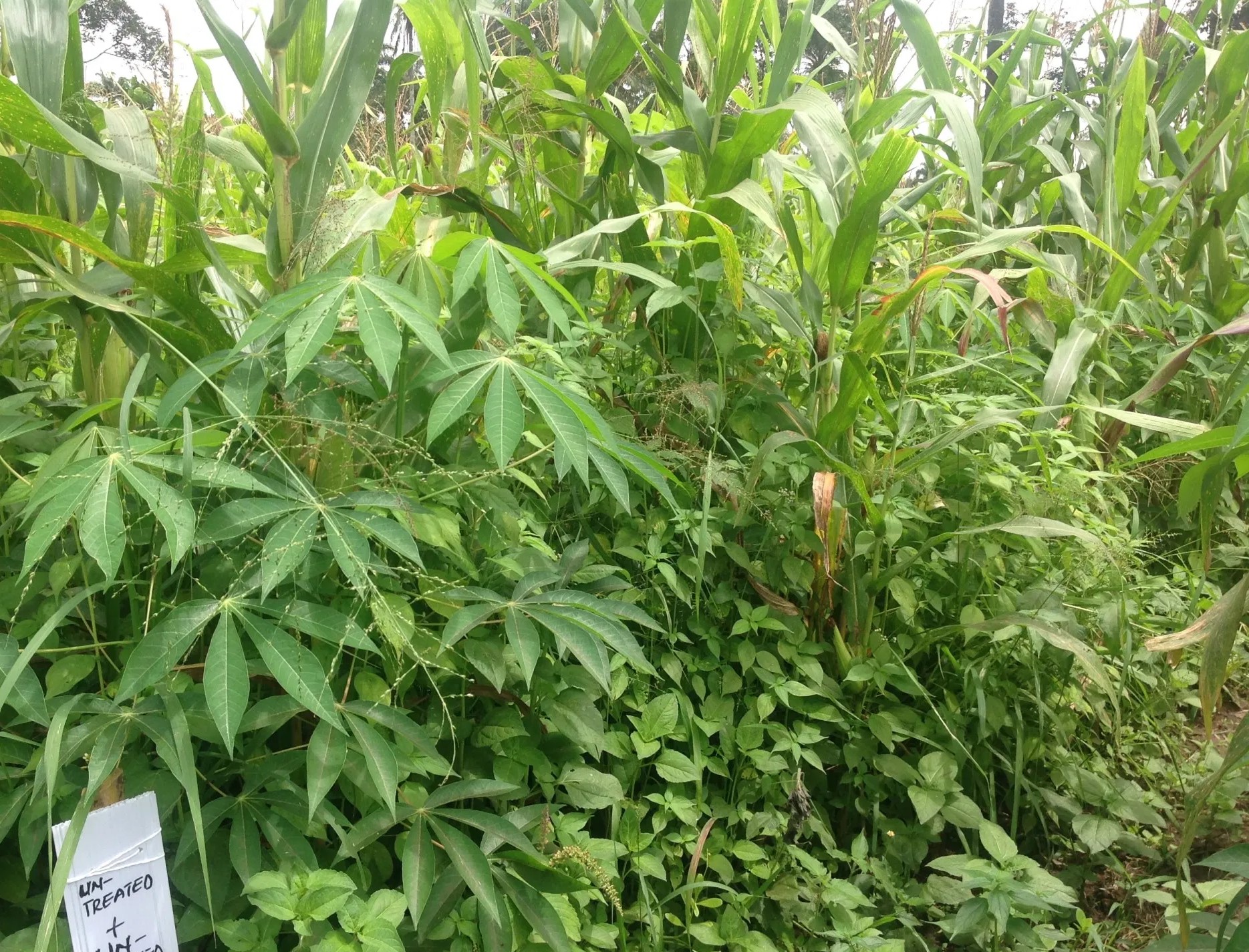 Study identifies eight most ‘troublesome’ weeds affecting cassava ...