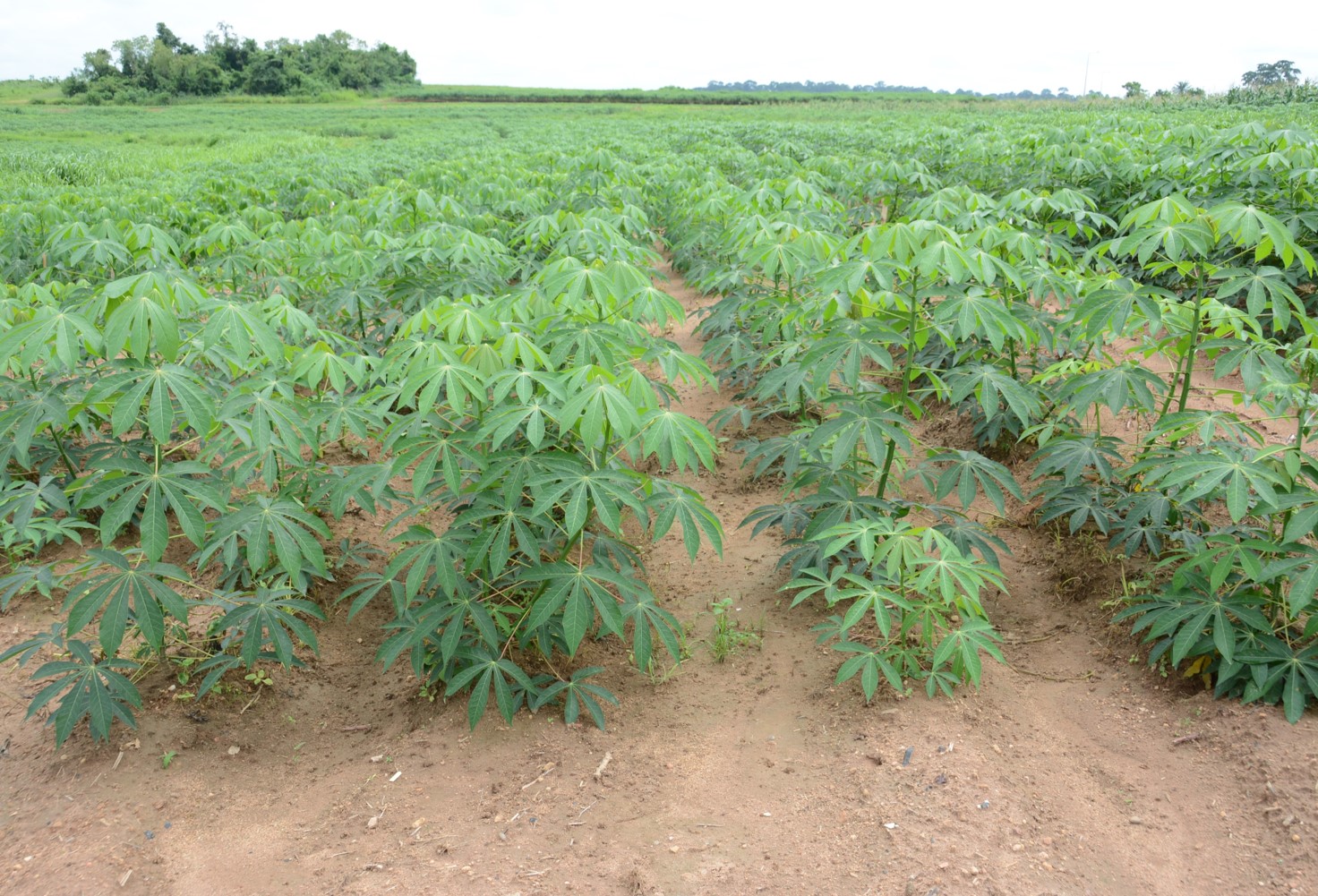 Tackling child labor in cassava through improved weed control - Cassava ...