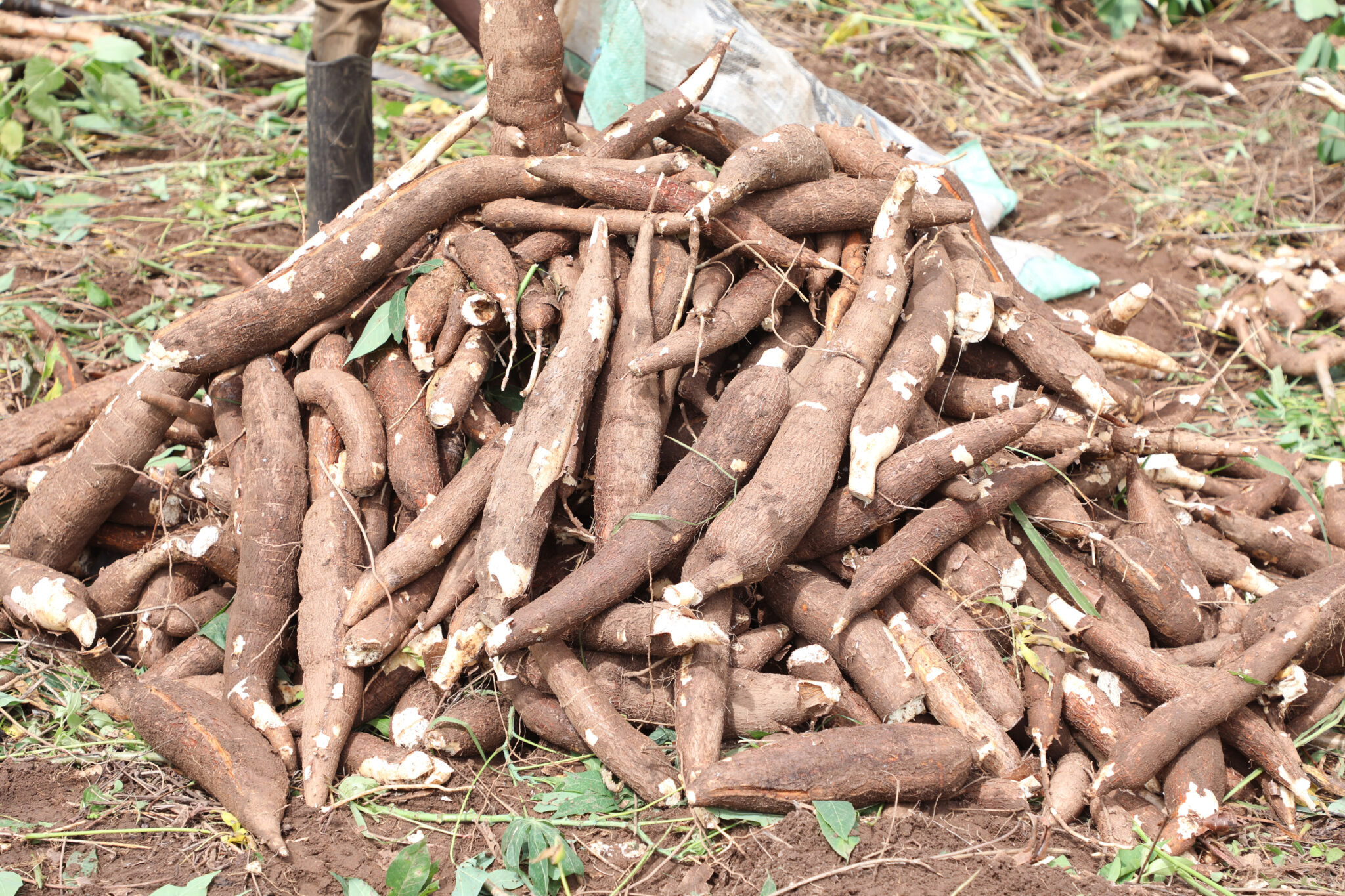 ‘Six Steps’ toolkit sparks excitement among cassava farmers - Cassava ...