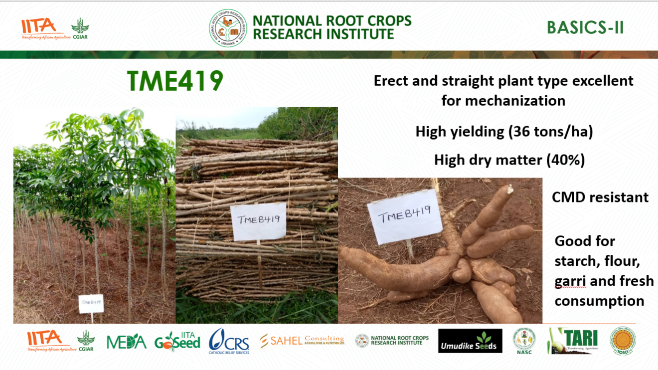 Nigeria approves new names for top performing cassava varieties ...