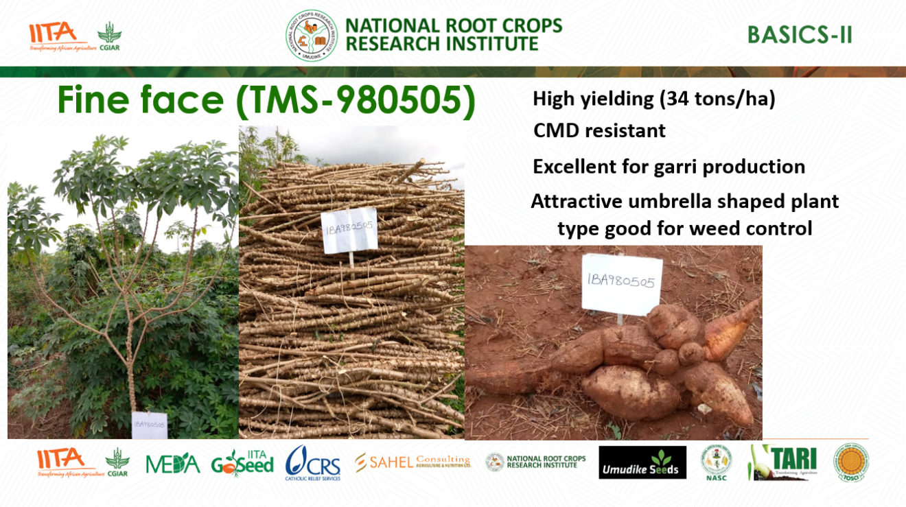 Nigeria approves new names for top performing cassava varieties ...