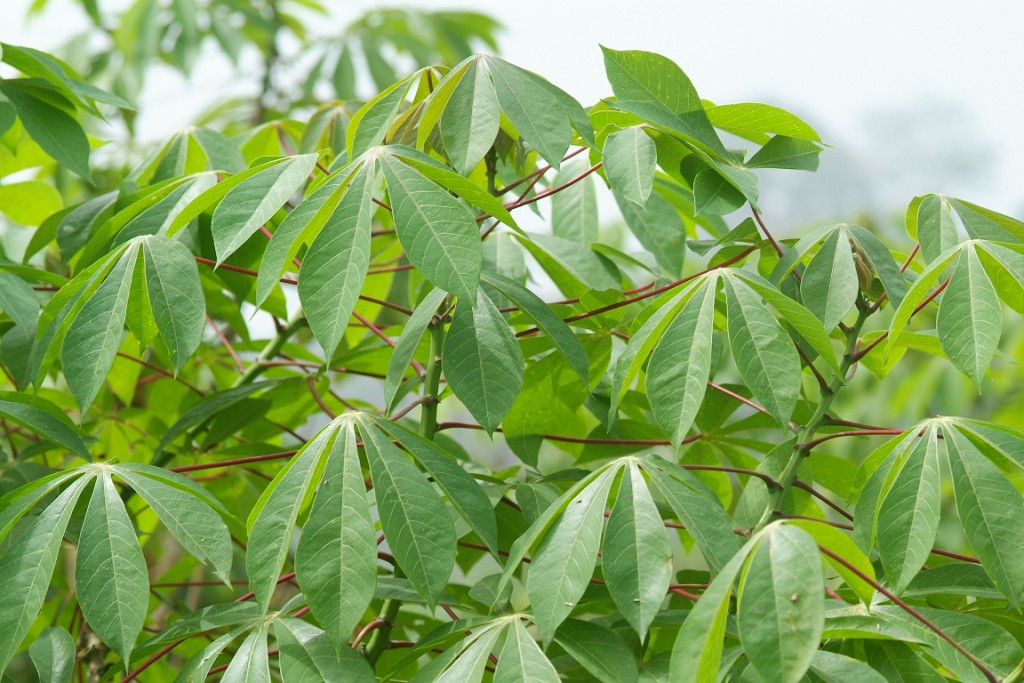 IITA, PIND, NRCRI, sign MoU to promote Nigeria’s cassava seed system in ...