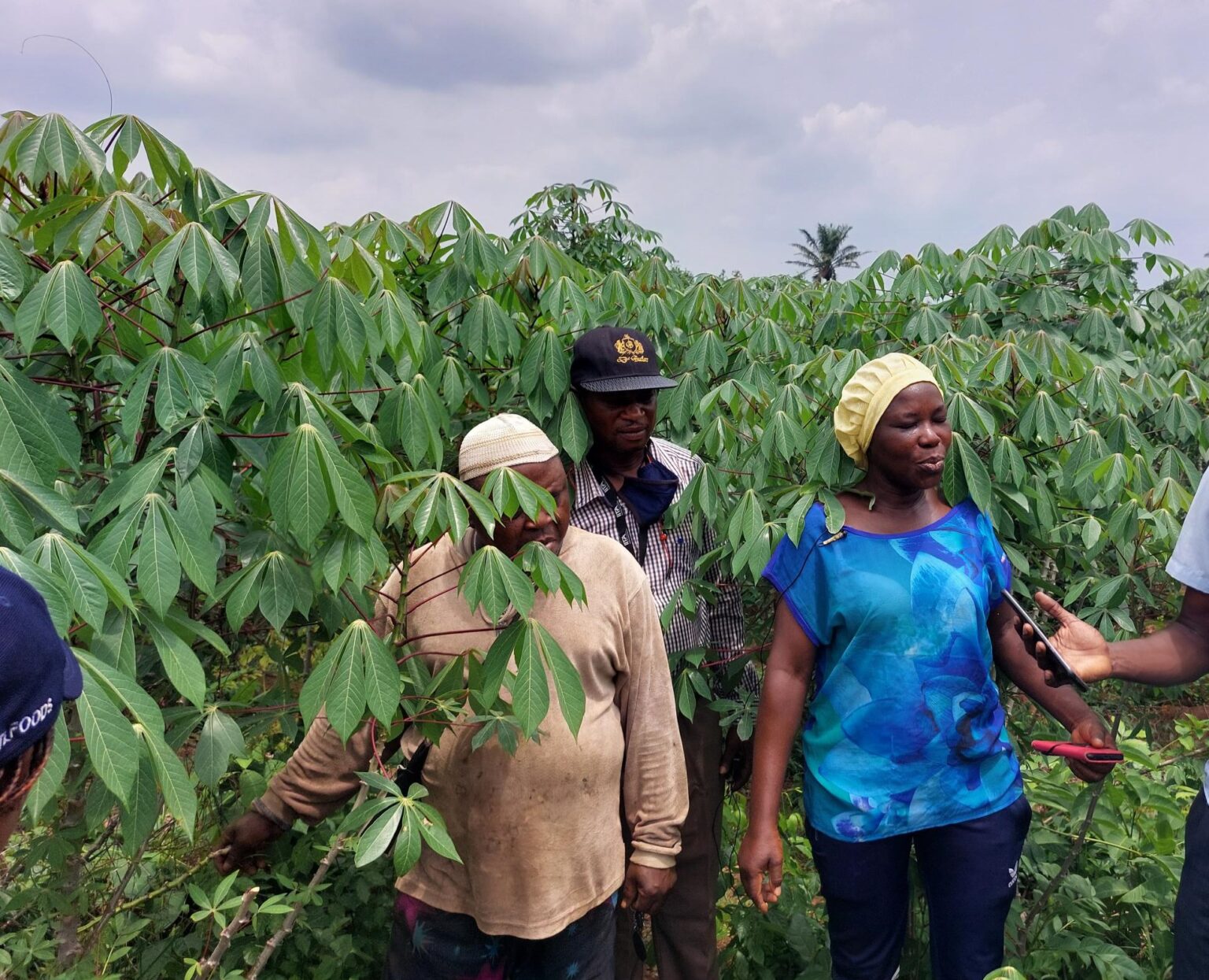 Cassava Seed Entrepreneurs: GIZ project taps the BASICS model for ...