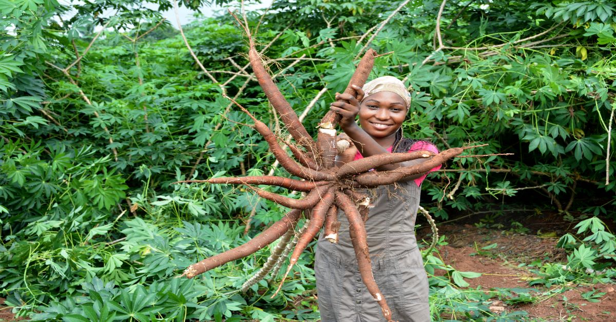 Scientists finally map African cassava genome - Cassava Matters
